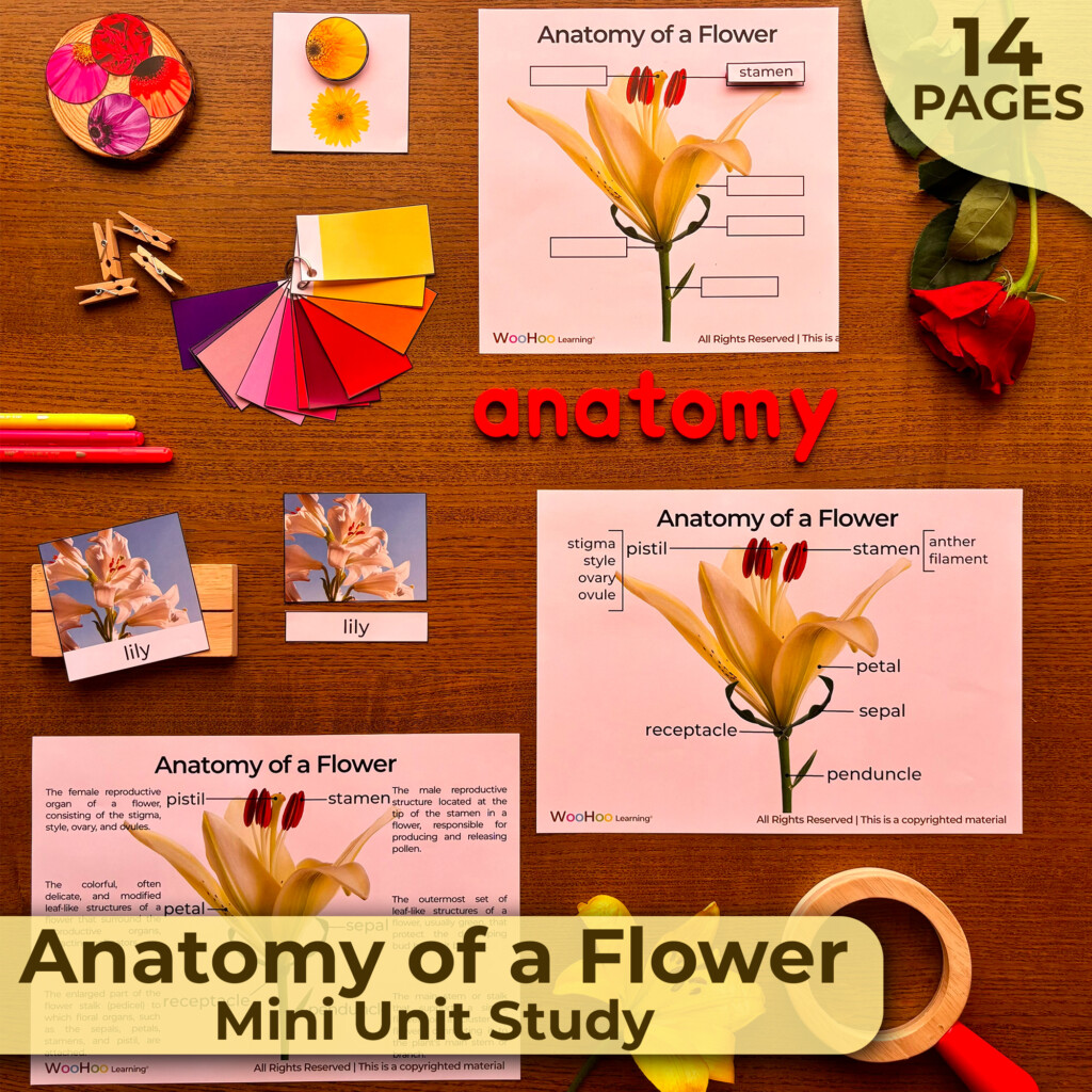 Flower Anatomy Unit Study | Montessori Unit Study