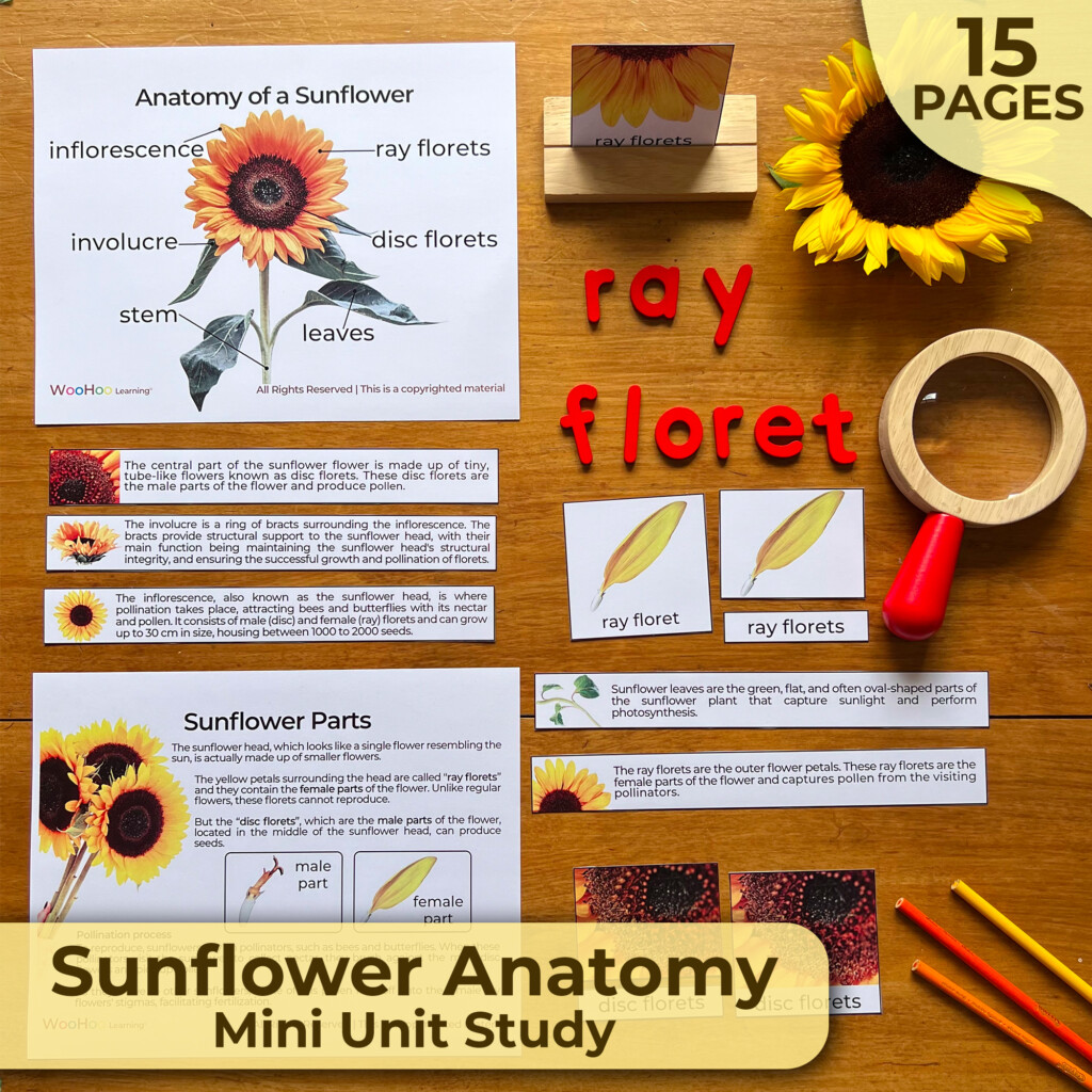 Sunflower Anatomy Unit Study | Montessori Unit Study