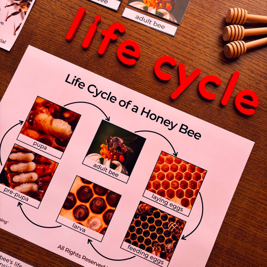 Honey Bee Unit Study | Montessori Unit Study