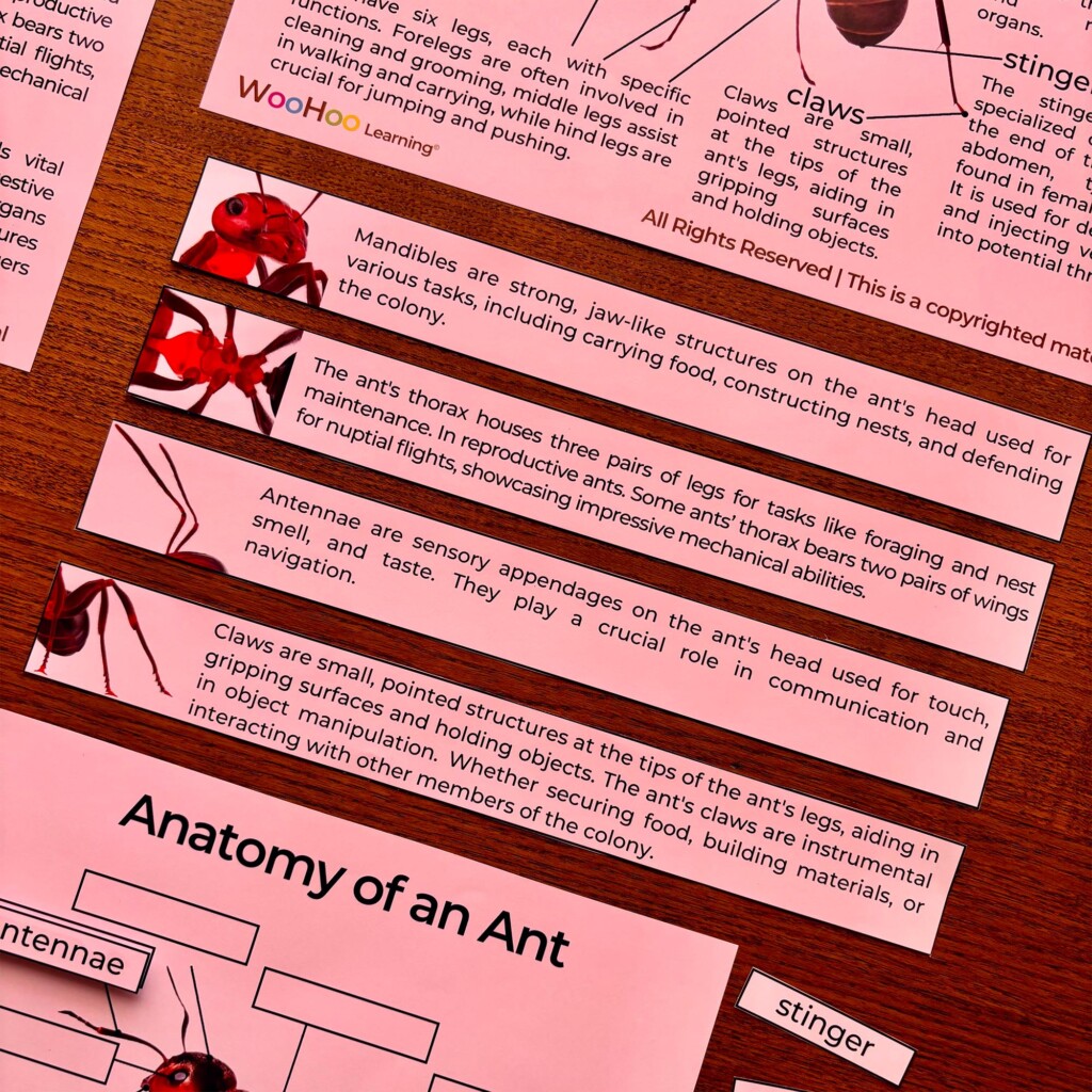 Ants Unit Study | All About Ants