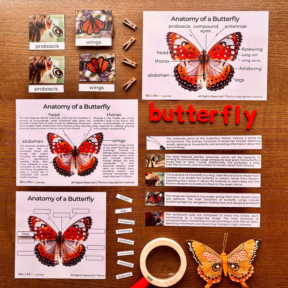 Butterfly Anatomy Unit Study | Montessori Unit Study