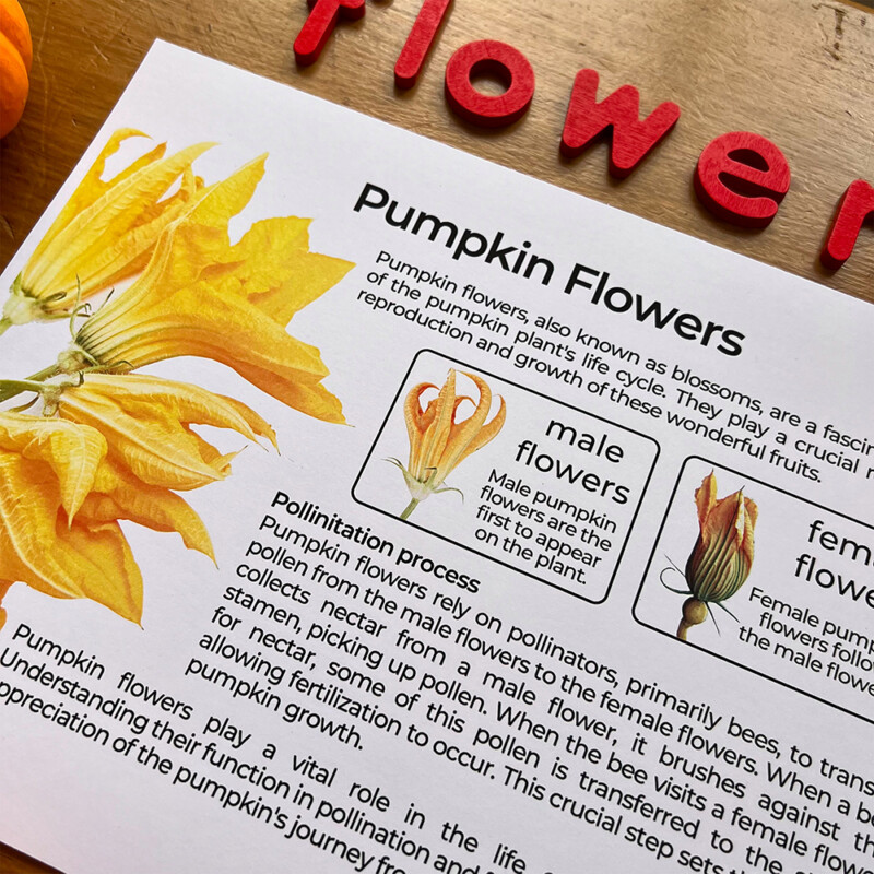 Pumpkin Anatomy Unit Study | Montessori Unit Study