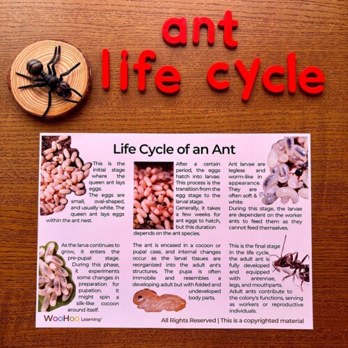 Ant Life Cycle Unit Study | Montessori Unit Study