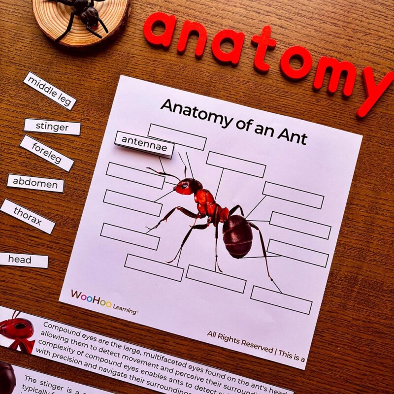 Ants Unit Study | All About Ants