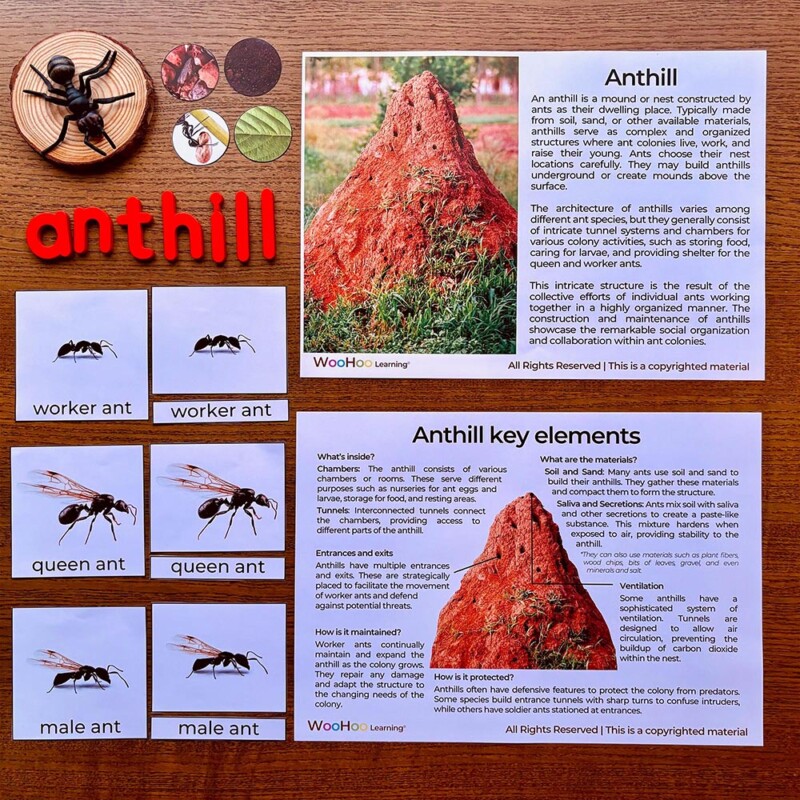 Ants Unit Study | All About Ants