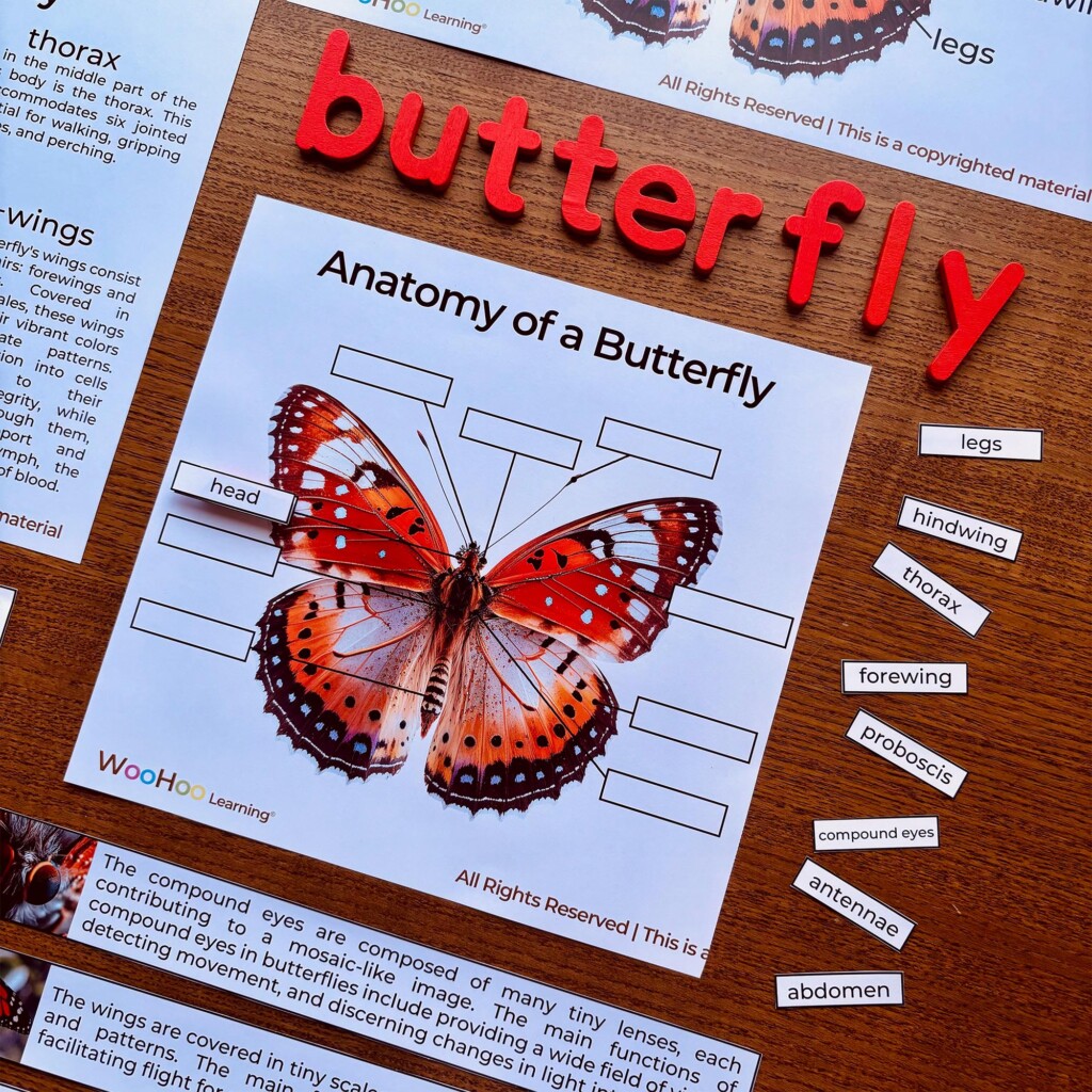 Butterfly Anatomy Unit Study | Montessori Unit Study