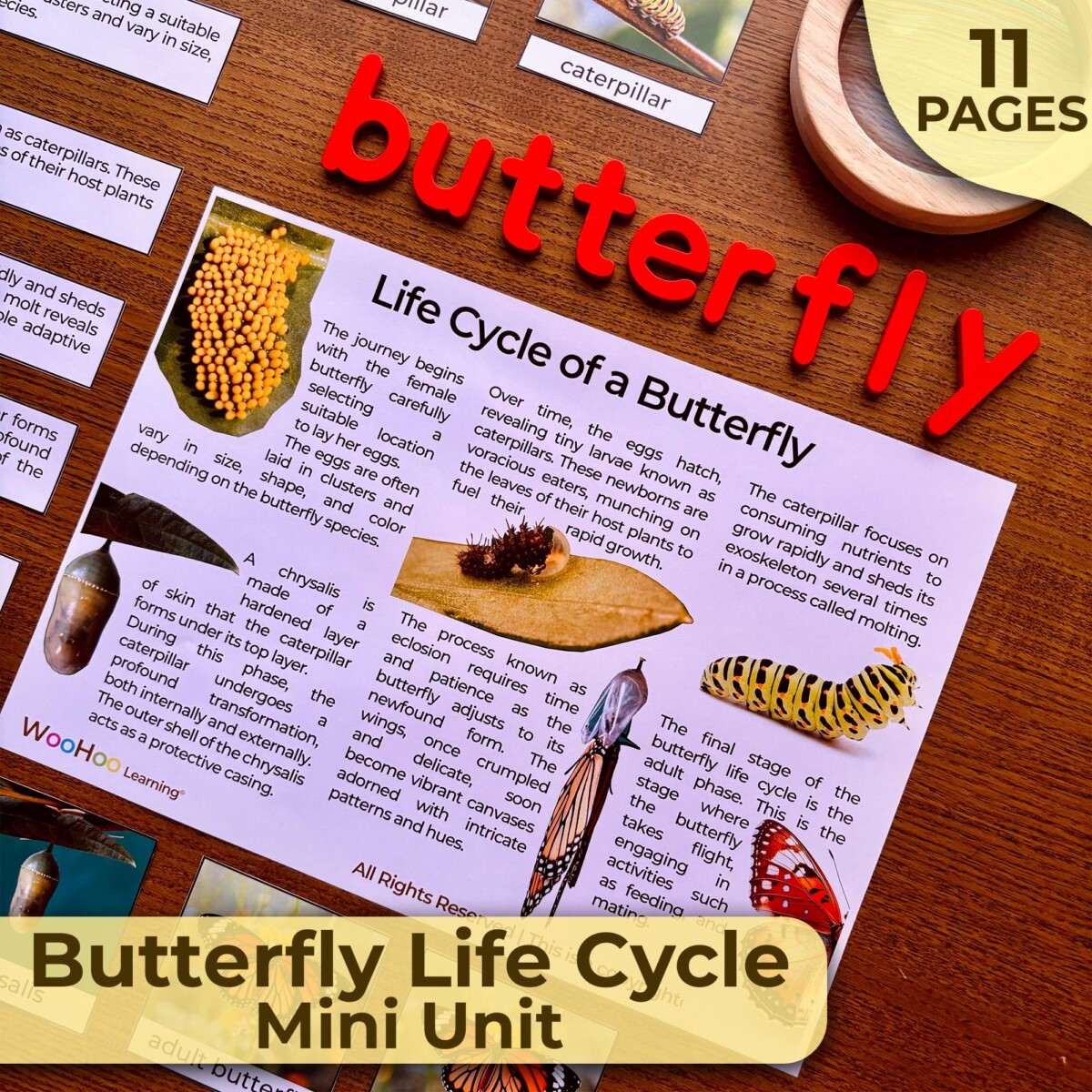 Butterfly Life Cycle Unit Study | Montessori Unit Study