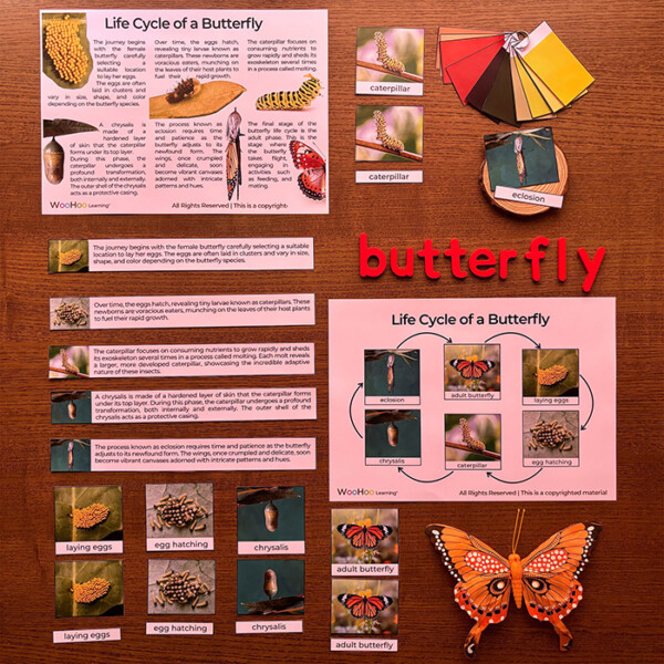Butterfly Unit Study | All About Butterflies