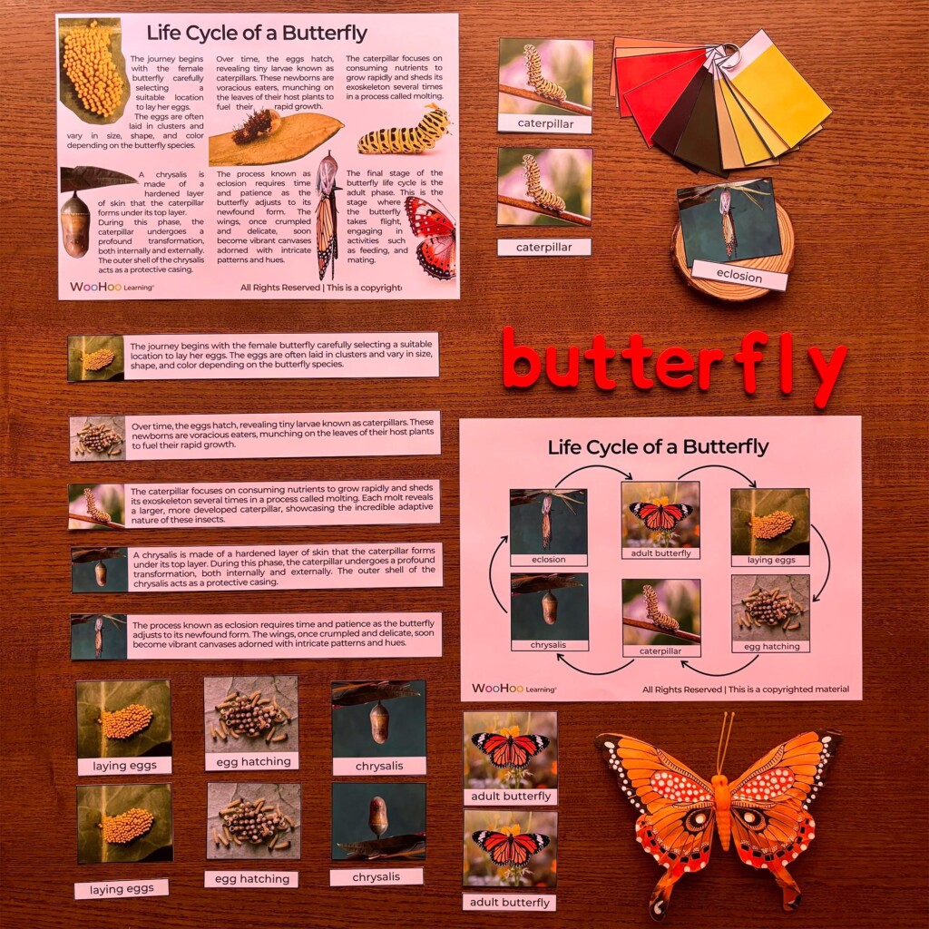 Butterfly Life Cycle Unit Study | Montessori Unit Study