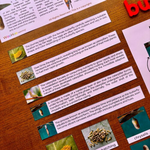 Butterfly Life Cycle Unit Study | Montessori Unit Study