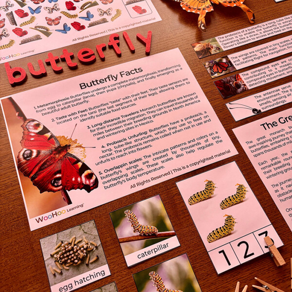 Butterfly Unit Study | All About Butterflies