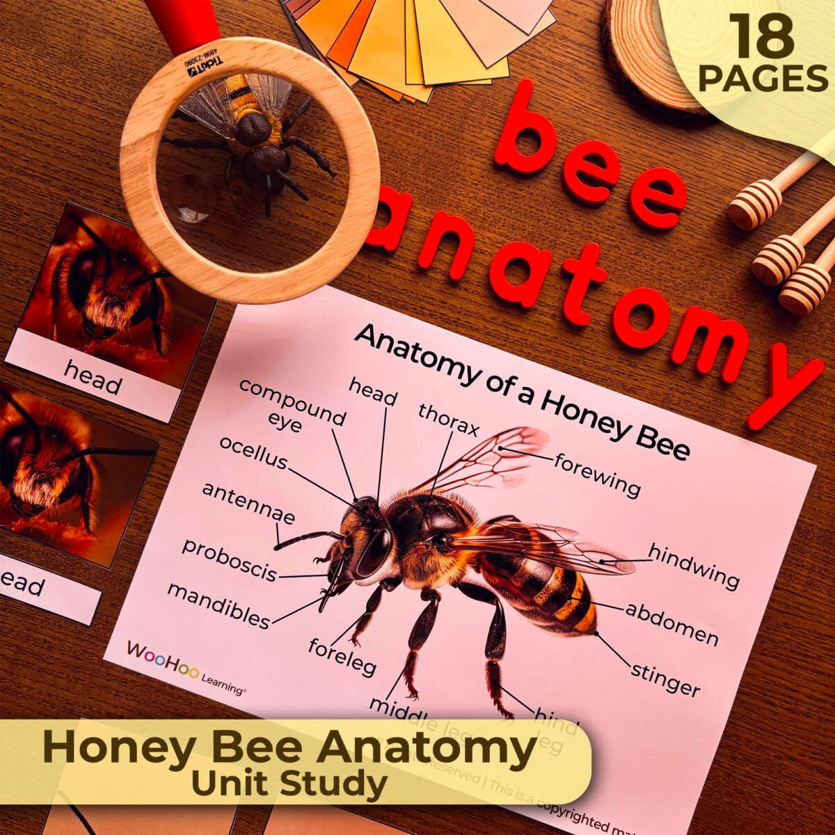 Honey Bee Anatomy Unit Study | Montessori Unit Study