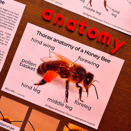 Honey Bee Unit Study | All About Honey Bees