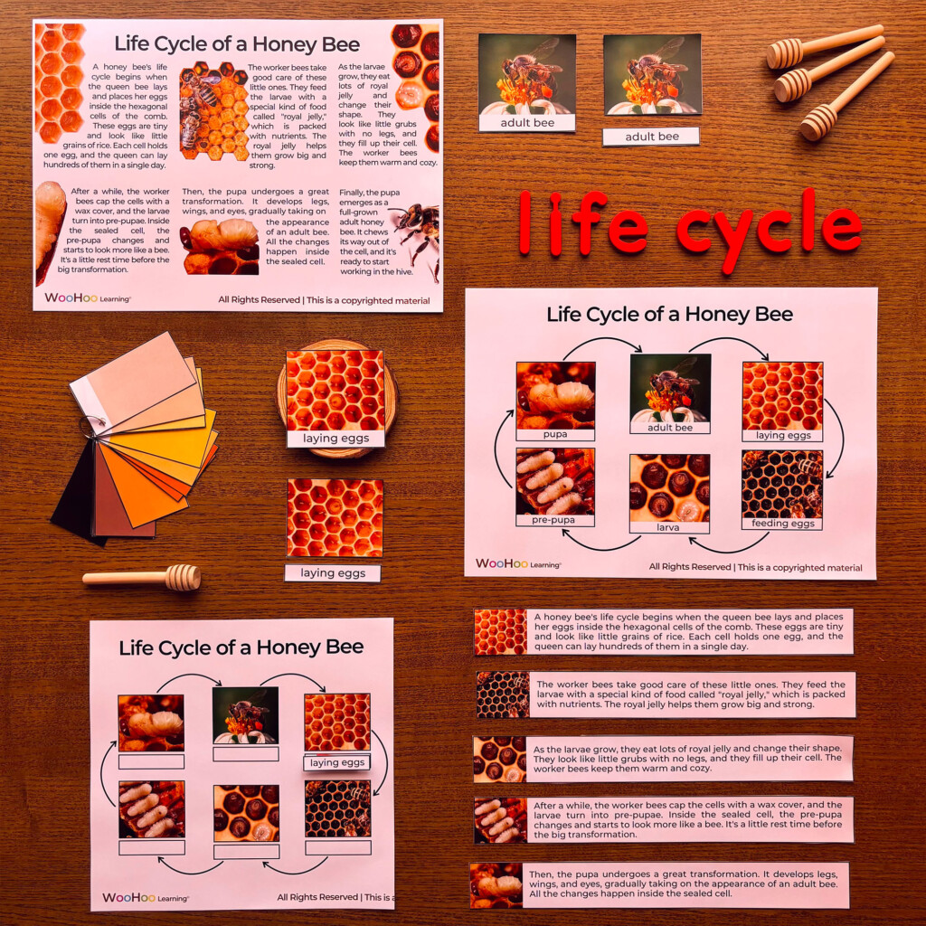 Honey Bee Life Cycle Unit Study | Montessori Unit Study