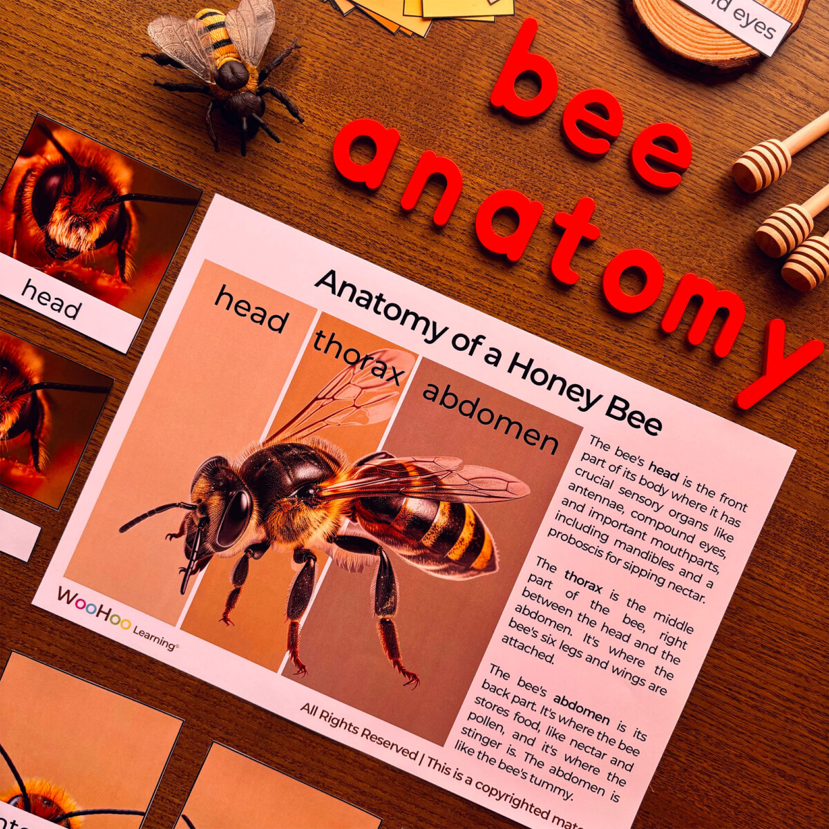 Honey Bee Unit Study | All About Honey Bees