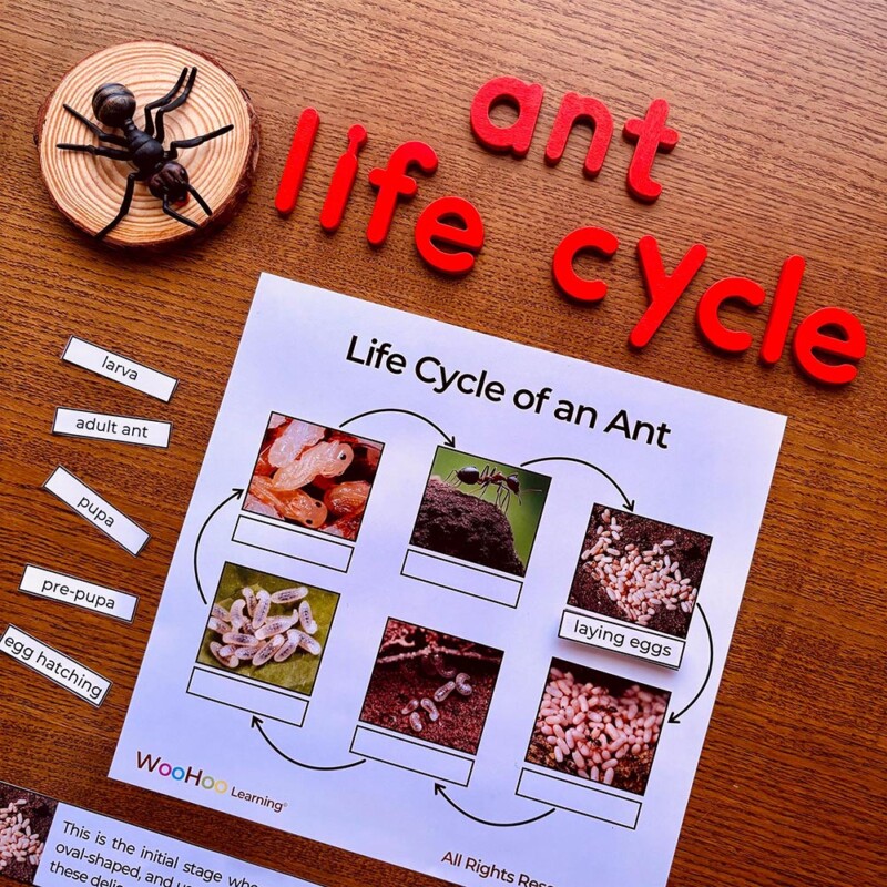 Ants Unit Study | All About Ants
