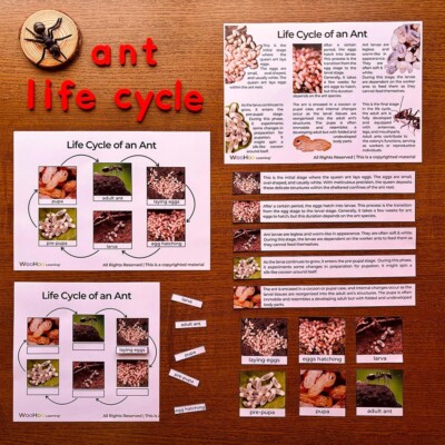 Ant Life Cycle Unit Study | Montessori Unit Study