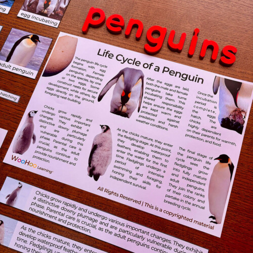 Penguin Life Cycle Unit Study | Montessori Unit Study