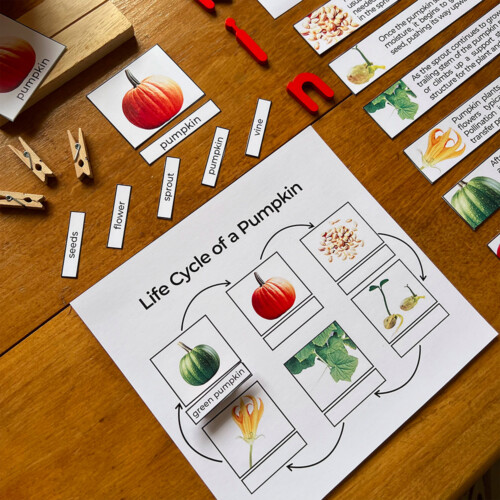 Pumpkin Life Cycle Unit Study | Montessori Unit Study