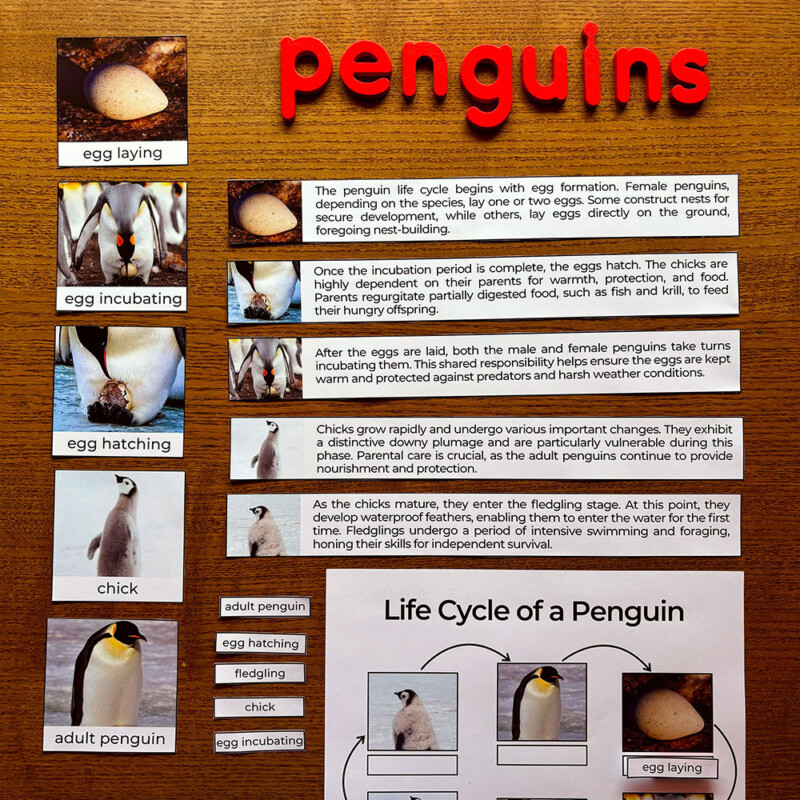 Penguins Unit Study | Montessori Unit Study