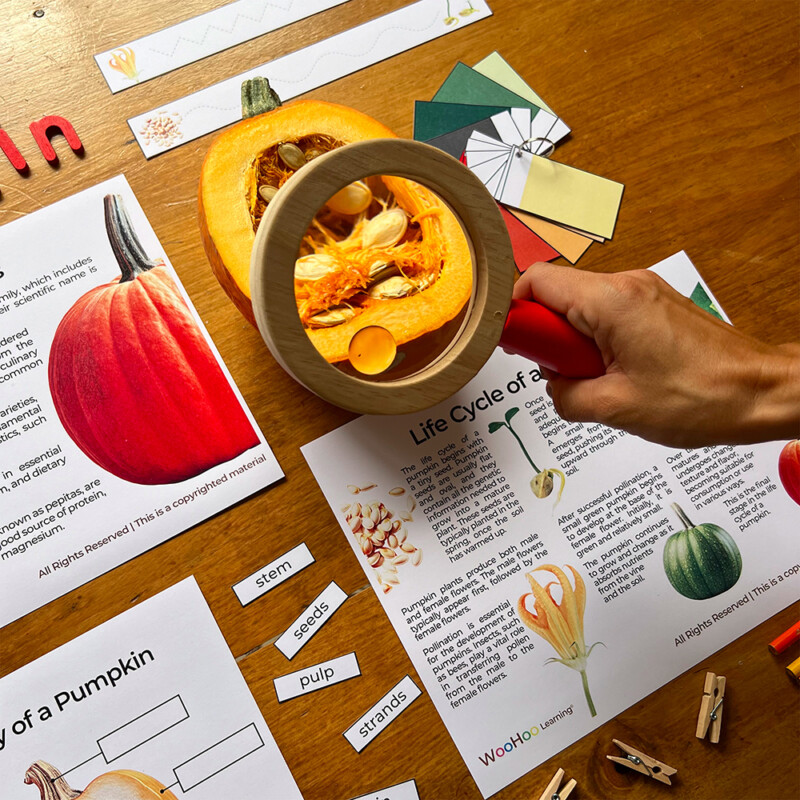 Pumpkin Life Cycle Unit Study | Montessori Unit Study