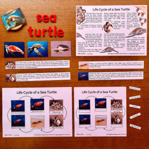 Sea Turtle Life Cycle Unit Study | Montessori Unit Study