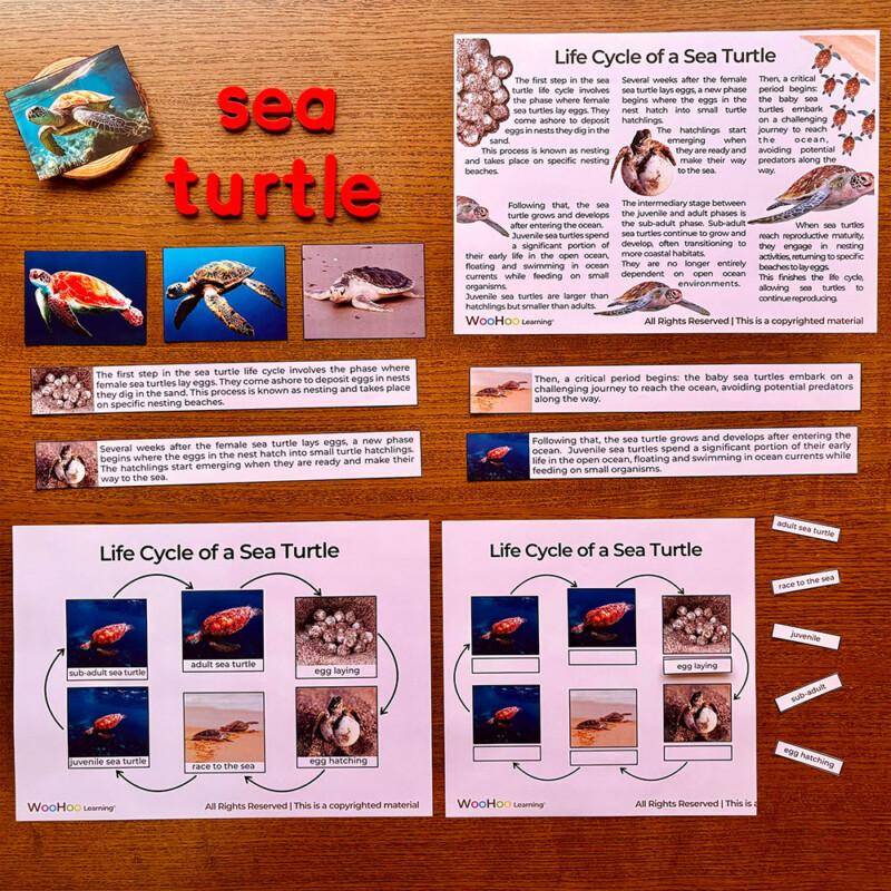 Sea Turtle Life Cycle Unit Study | Montessori Unit Study