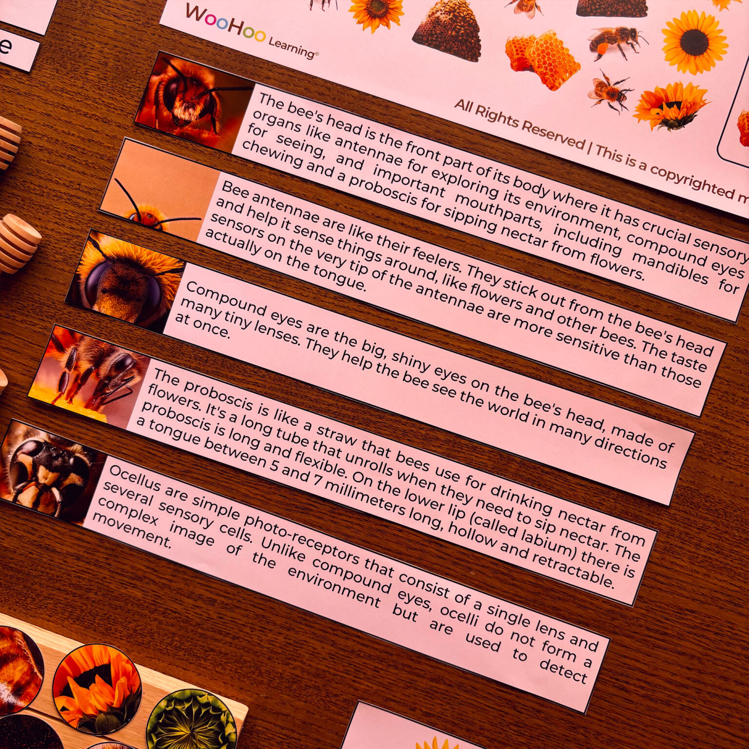 Honey Bee Unit Study | All About Honey Bees