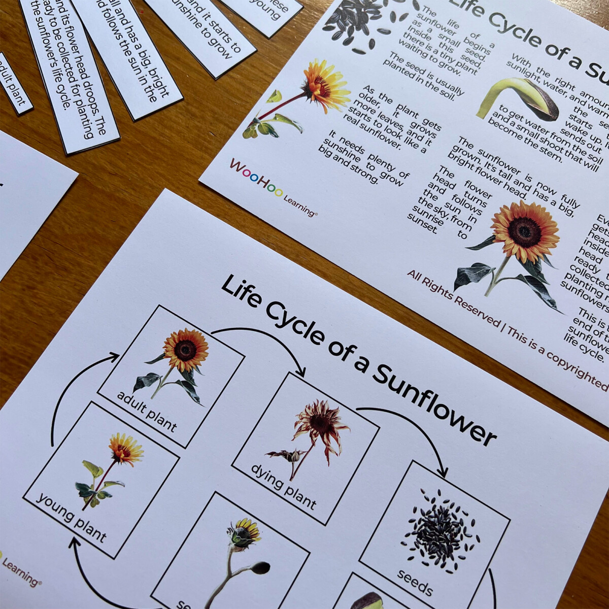 Sunflower Life Cycle Unit Study | Montessori Unit Study