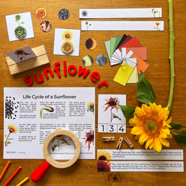 Sunflower unit study | All About Sunflowers