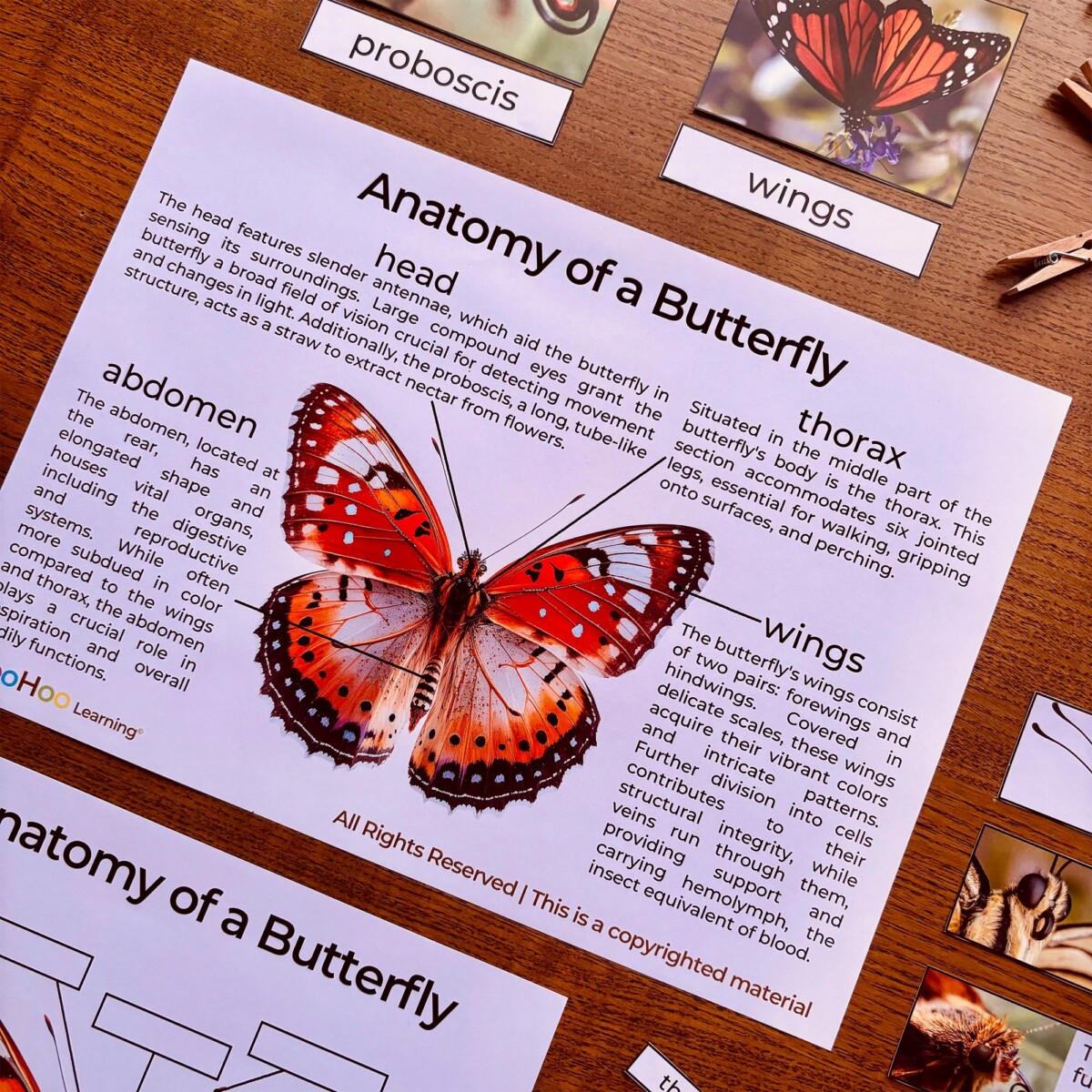 Butterfly Anatomy Unit Study | Montessori Unit Study