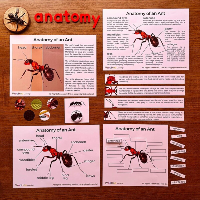 Ants Unit Study | All About Ants