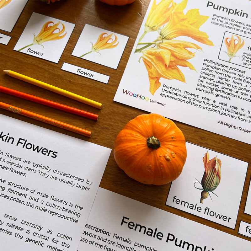 Pumpkin Anatomy Unit Study | Montessori Unit Study