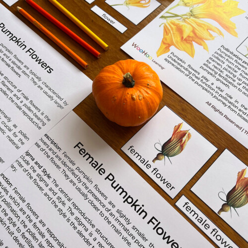Pumpkin Anatomy Unit Study | Montessori Unit Study