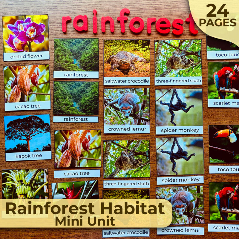 Rainforest Habitat Unit Study | Montessori Unit Study