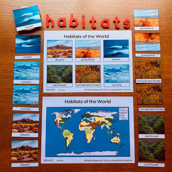 Rainforest Habitat Unit Study | Montessori Unit Study