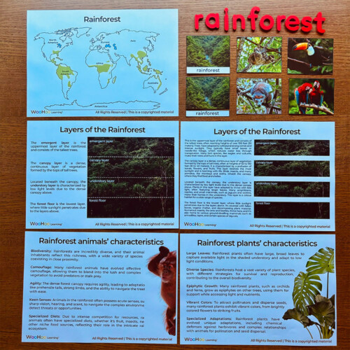 Rainforest Habitat Unit Study | Montessori Unit Study