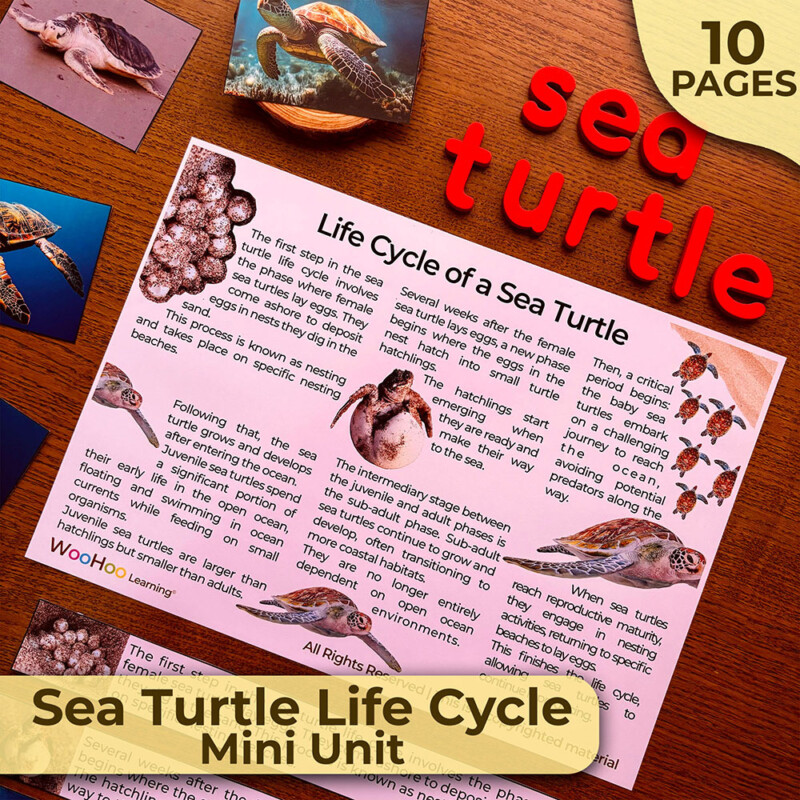 Sea Turtle Life Cycle Unit Study | Montessori Unit Study