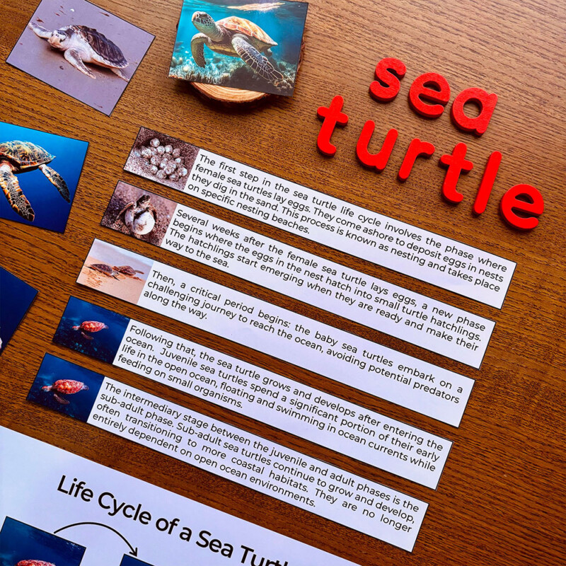 Sea Turtle Life Cycle Unit Study | Montessori Unit Study