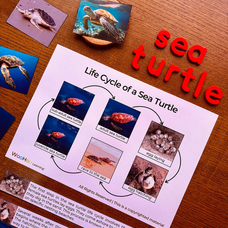 Sea Turtle Unit | All About Sea Turtles