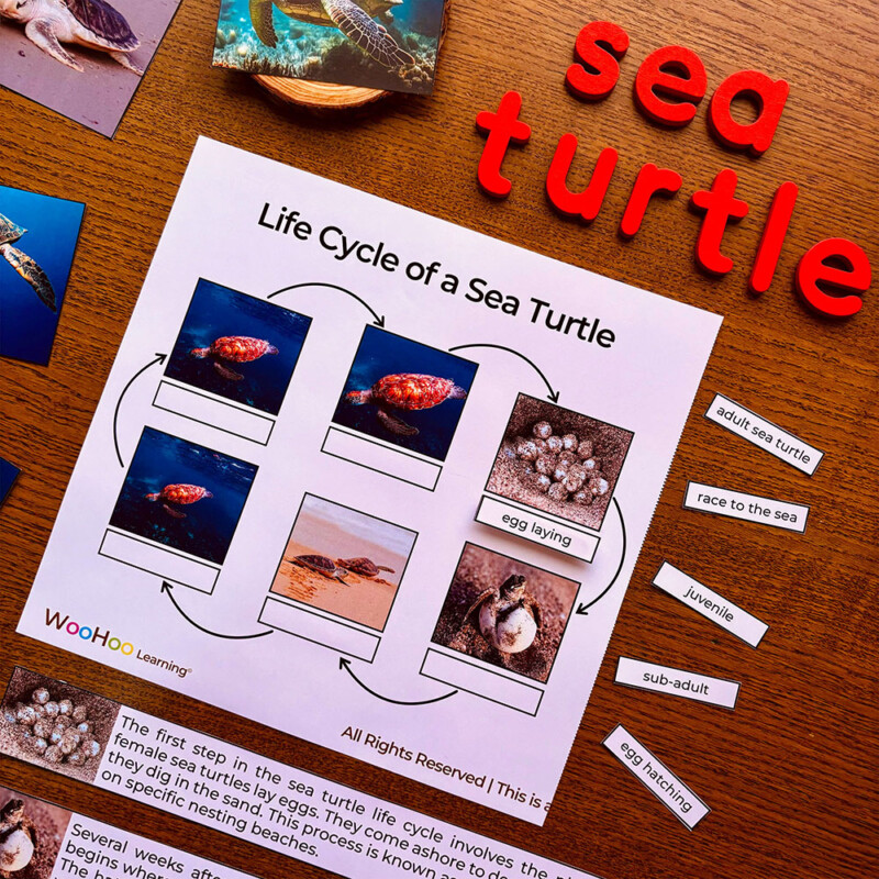 Sea Turtle Life Cycle Unit Study | Montessori Unit Study