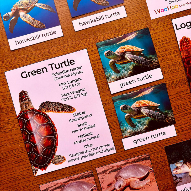 Sea Turtle Unit | All About Sea Turtles