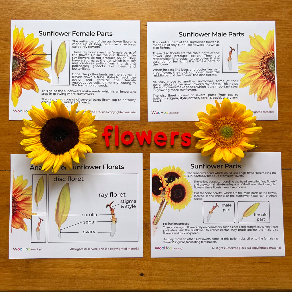 Sunflower Anatomy Unit Study | Montessori Unit Study