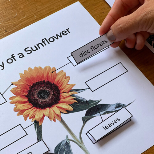 Sunflower unit study | All About Sunflowers