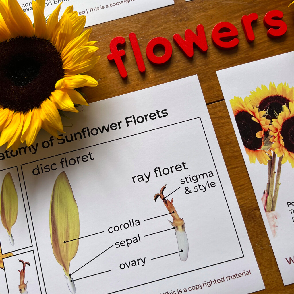 Sunflower Anatomy Unit Study | Montessori Unit Study