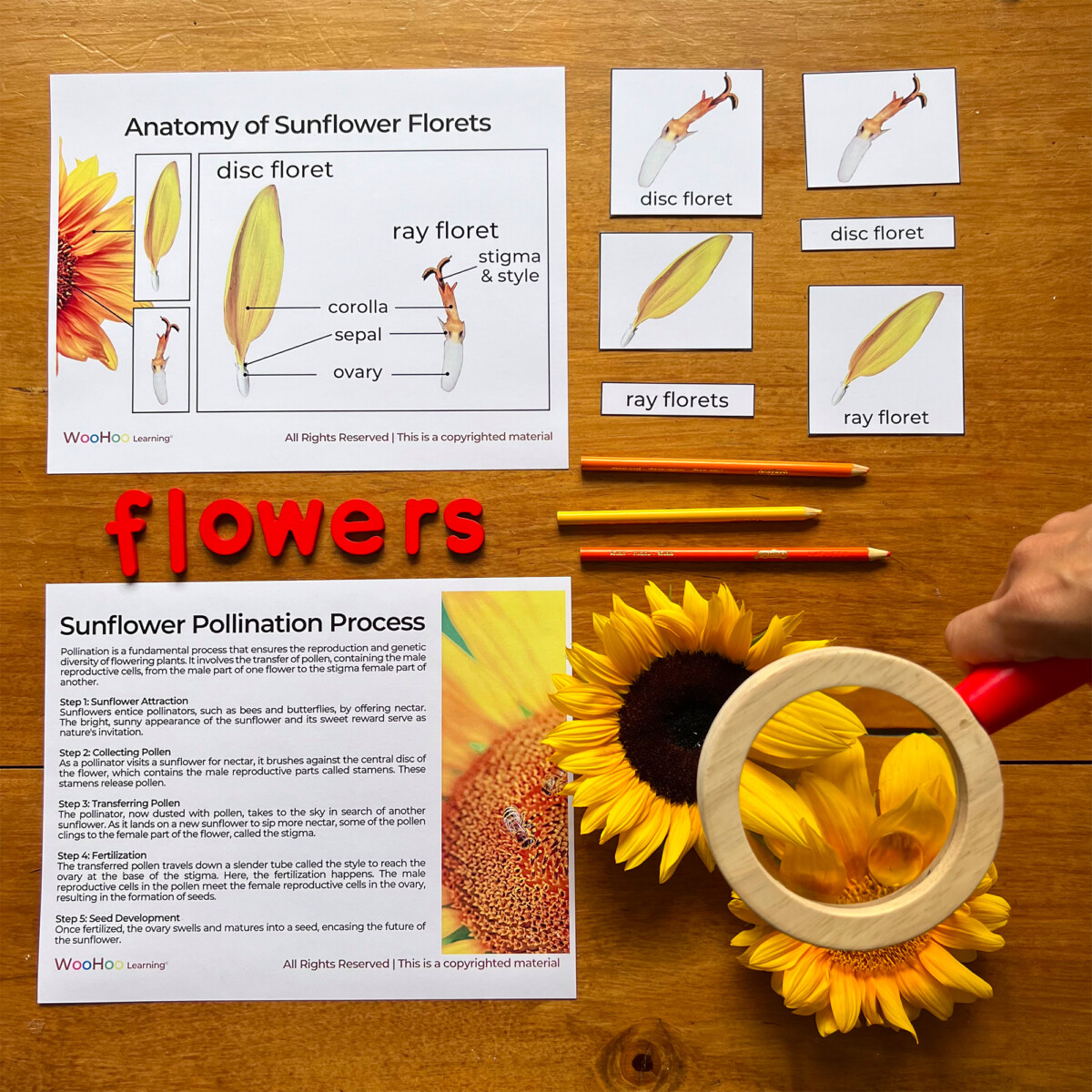 Sunflower Anatomy Unit Study | Montessori Unit Study