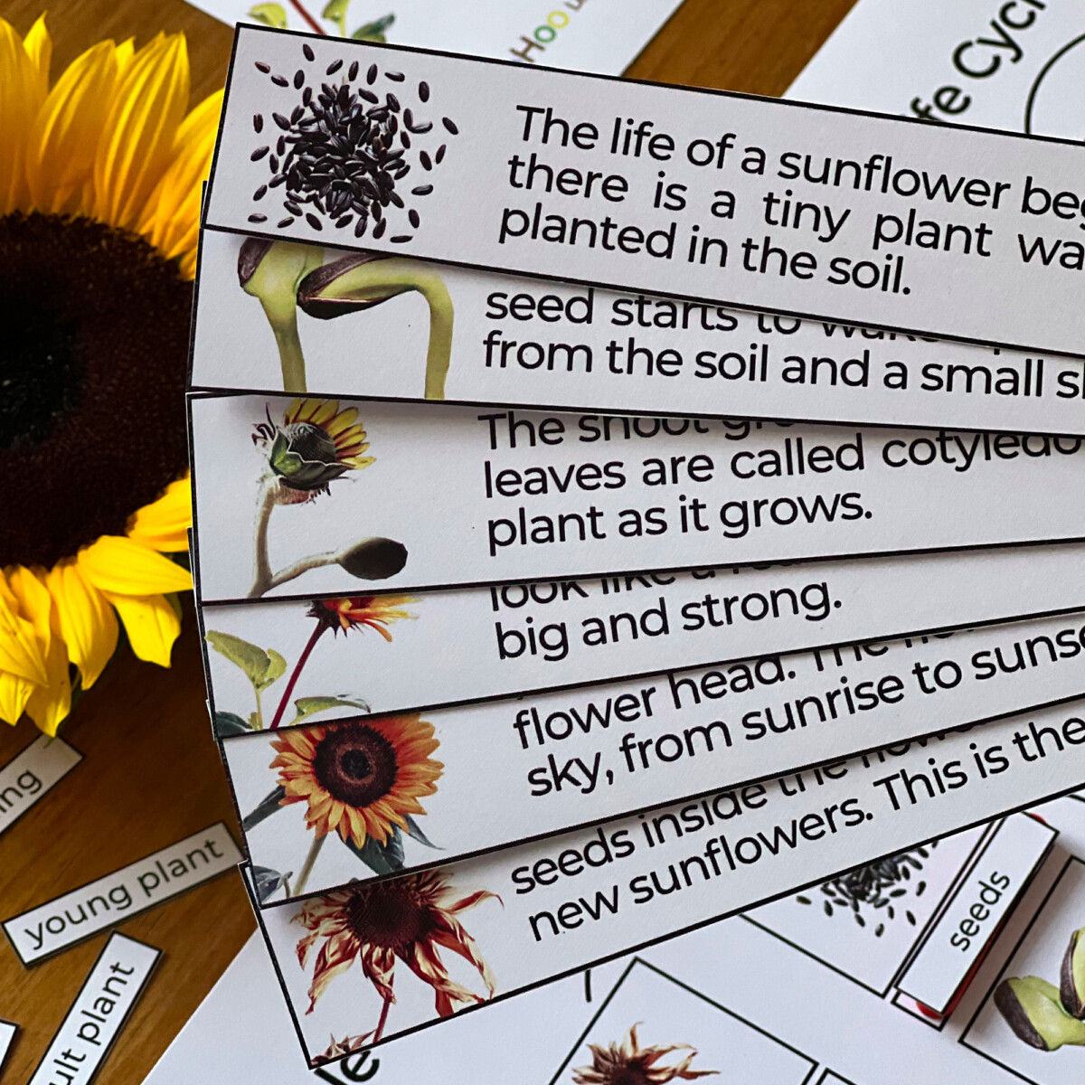 Sunflower Life Cycle Unit Study | Montessori Unit Study