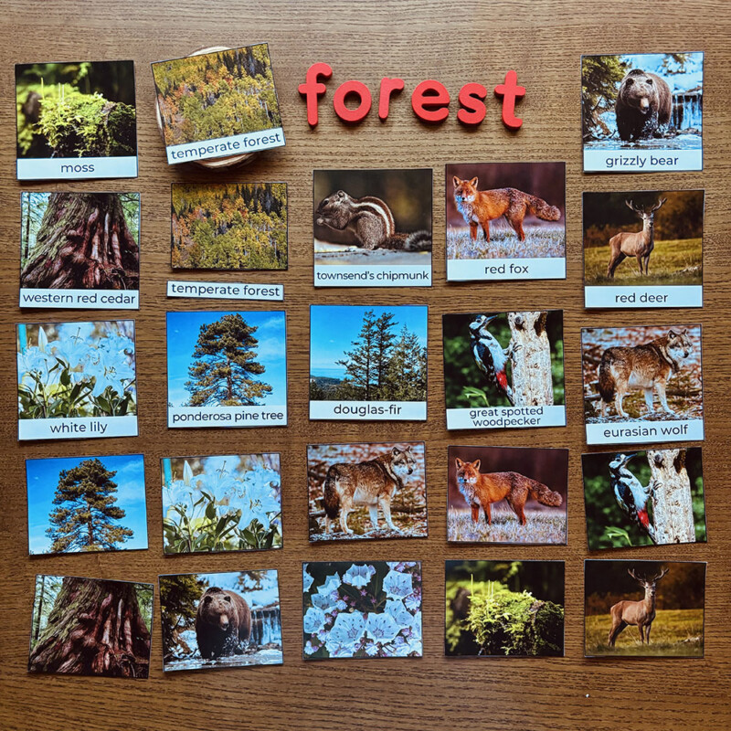 Temperate Forest Habitat Unit Study | Montessori Unit Study