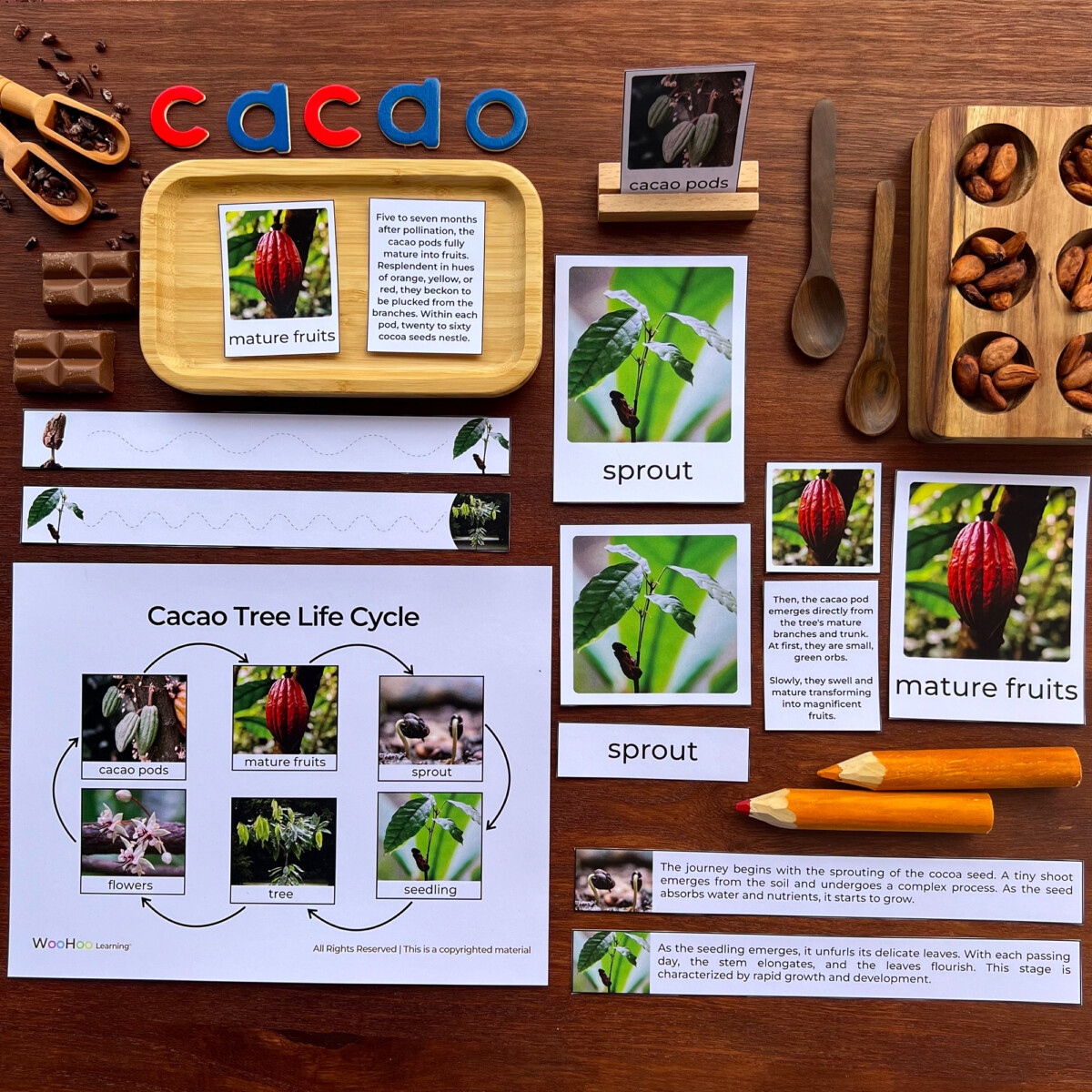 Cacao Tree Life Cycle | Montessori Unit Study