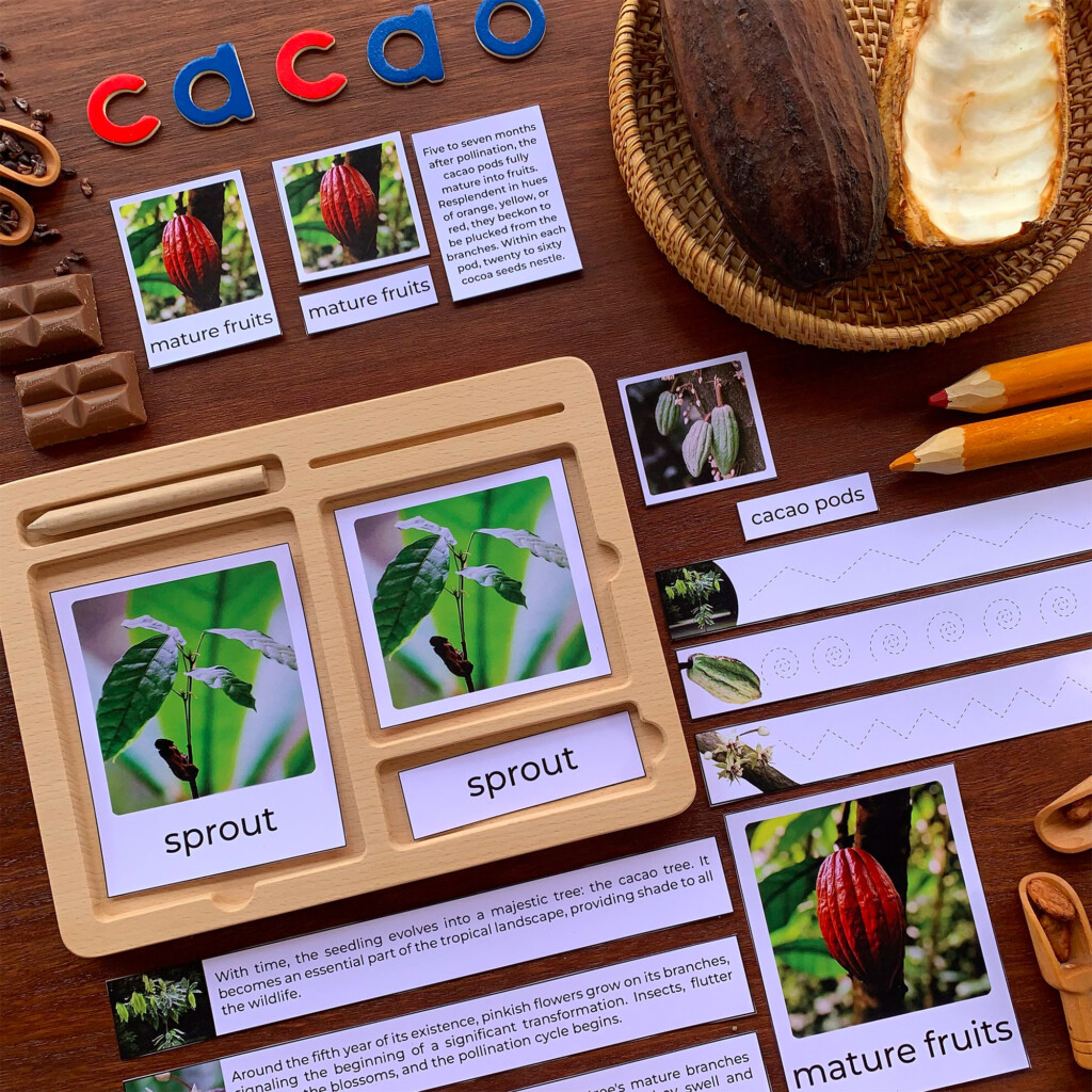 Cacao Tree Life Cycle | Montessori Unit Study